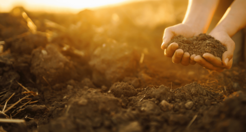Wissenschaft erklärt: Die Mechanismen und Vorteile von Humusaufbau im ...